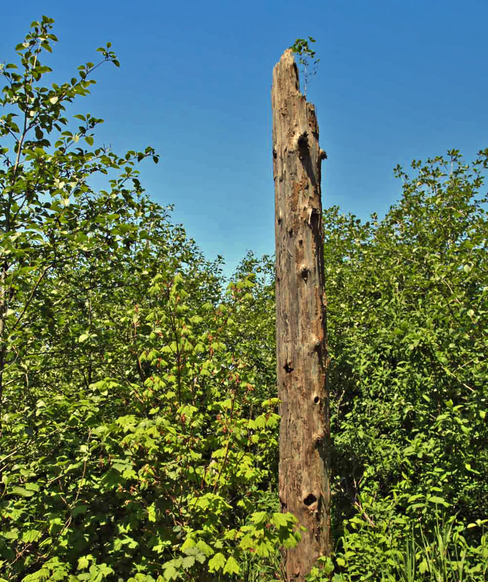 Riparian Areas Protection Regulation - Envirowest Consultants Inc.